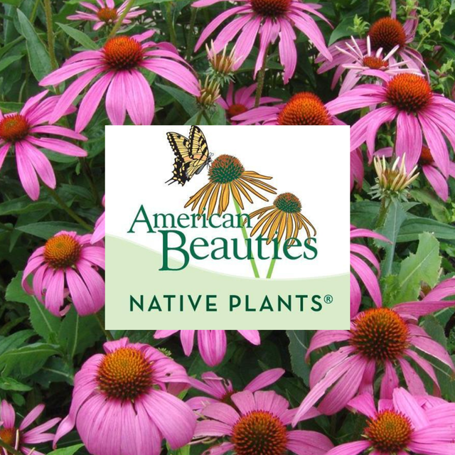 American Beauties Native Plants